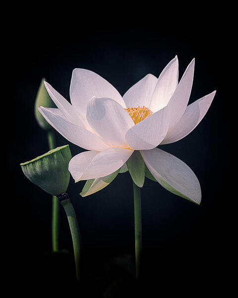 The Lotus Rises - a poem by Neville the Mascryter - All Poetry