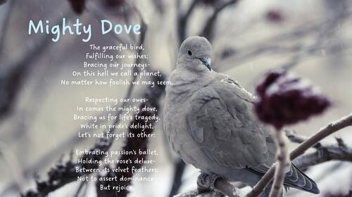 Dove Poems - Modern Award-winning Dove Poetry : All Poetry
