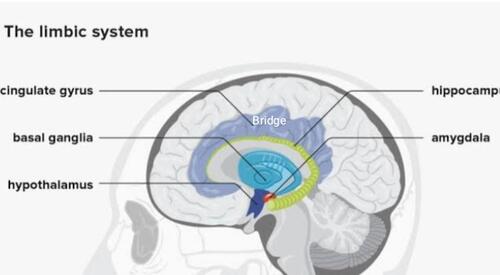 Bridge of Brain - a poem by Mentalist - All Poetry