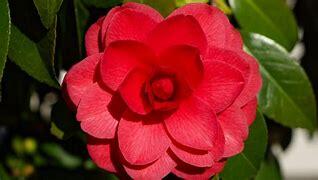 isabella - a poem by charles gradante - All Poetry