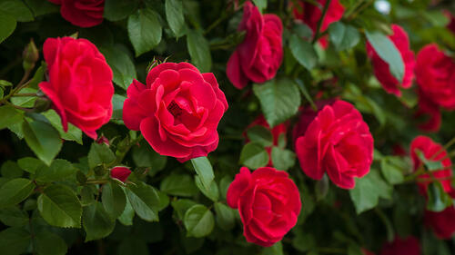 Haiku piece - a poem by RGH - All Poetry