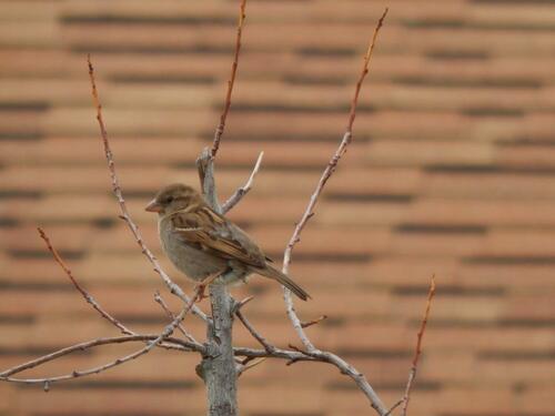 Sparrows in spring - a poem by kareneisenlord Klge - All Poetry