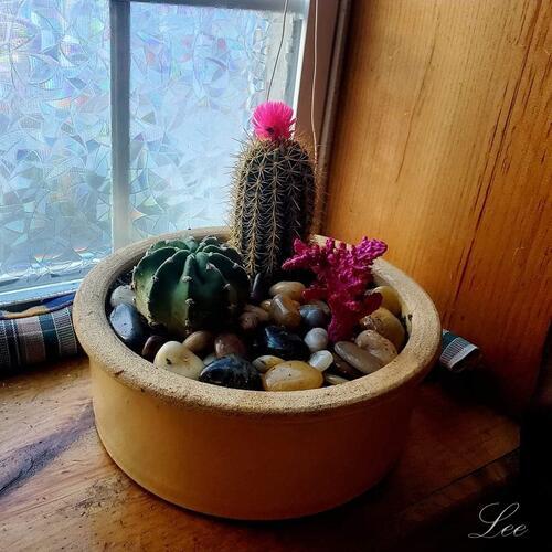 Cactus Poems - Modern Award-winning Cactus Poetry : All Poetry