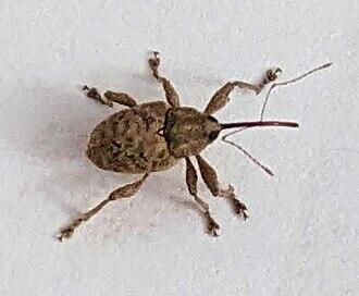 Beetles Poems - Modern Award-winning Beetles Poetry : All Poetry