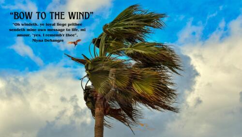 'Bow To The Wind' - a poem by Niyna-DeSangre - All Poetry