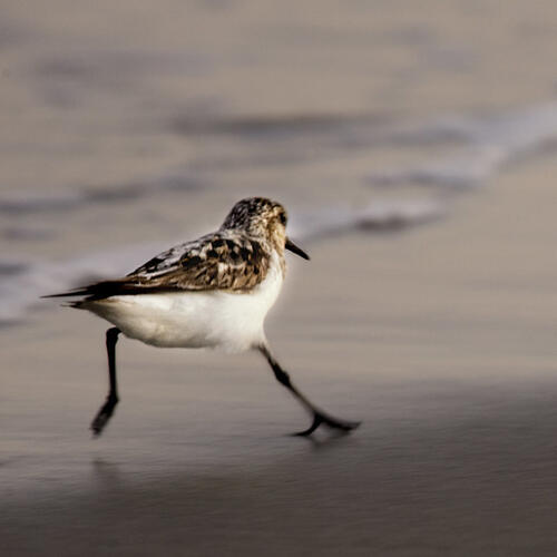 The Sandpiper - a poem by Neville the Mascryter - All Poetry