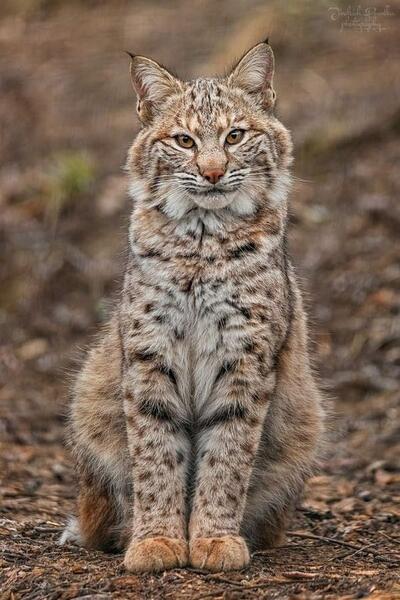 Bobcat Poems - Modern Award-winning Bobcat Poetry : All Poetry