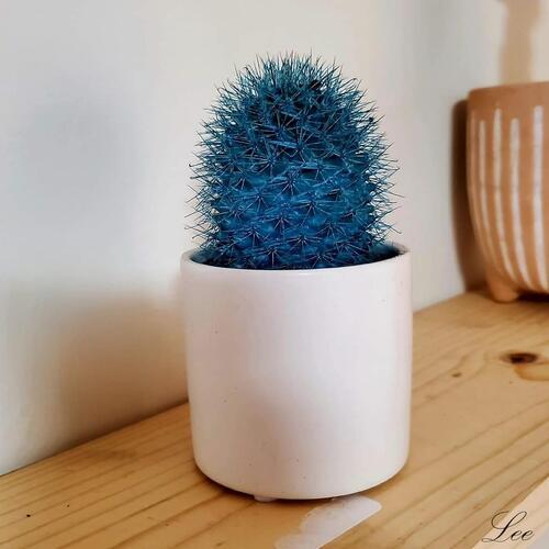 Cactus Poems - Modern Award-winning Cactus Poetry : All Poetry