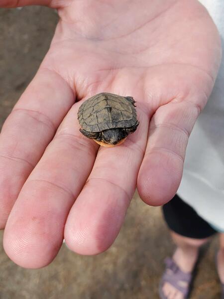 Charlie - a poem by Jasper Salach - All Poetry