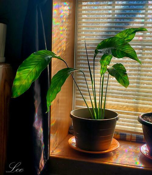 Lily Poems - Modern Award-winning Lily Poetry : All Poetry