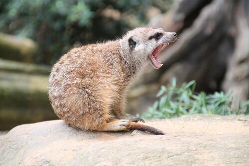 Meerkat Lesson - a poem by Tom Farrow - All Poetry