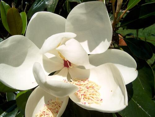 May’s Everyday Bouquets (sonnet) - a poem by waydownuponjoy - All Poetry