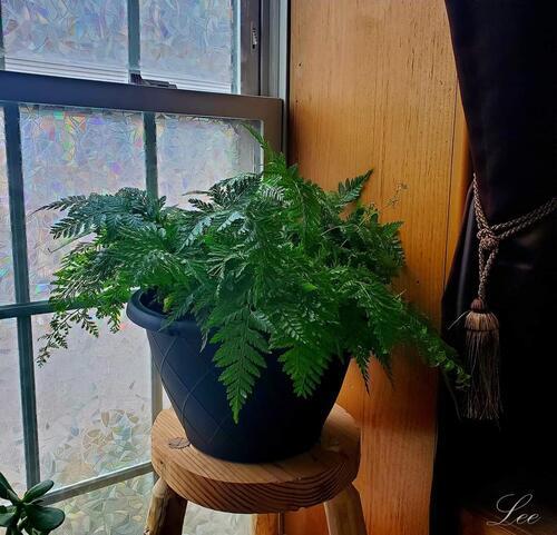 The Fern - a poem by Amethyst Moonjade - All Poetry