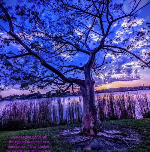 The Tree's Tears - a poem by Daniel Ryan Cotler - All Poetry
