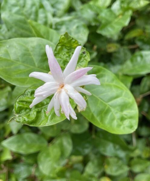 Beast Poems - Modern Award-winning Beast Poetry : All Poetry