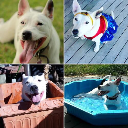 Millie murdered - a poem by David Wakeham - All Poetry