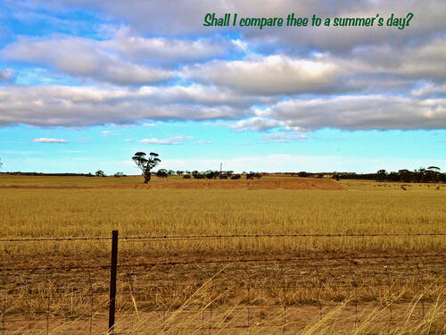 Sonnet 18 (Parody of Shakespeare) - a poem by Peter Bowron - All Poetry