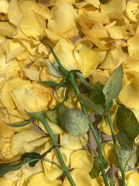 Last Rose haiku - a poem by SerpentineSky - All Poetry