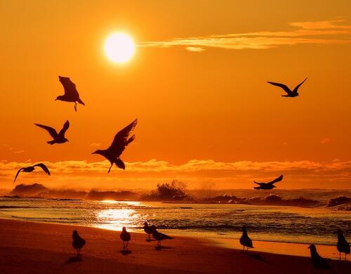 Migratory Bird: The Story Untold! - a poem by Rabia Batool - All Poetry
