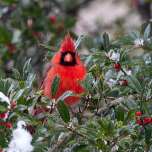 Mr. Cardinal - a poem by Moonlight Song - All Poetry