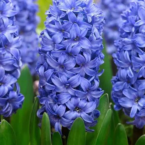 Hyacinth,expressions of versatility - a poem by Emotional-Epiphany ...