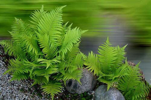 Ferns (Sexel form) - a poem by Cliffbell Joanna - All Poetry