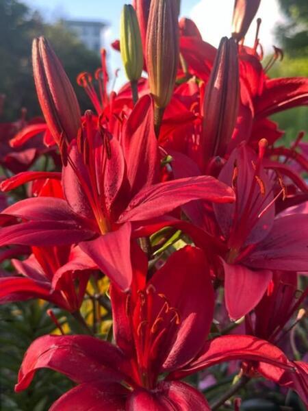 [ruby lilies bloom] - a poem by Speckles - All Poetry