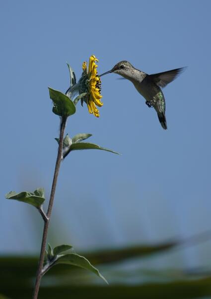 Suspended in mid-air - a poem by MLee Dickens'son - All Poetry