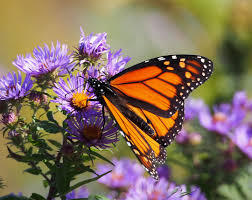 Monarch Metamorphosis Eternal Truths - a poem by Errol Mendes - All Poetry