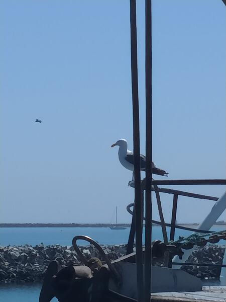 The Gull - a poem by Cbustinza - All Poetry