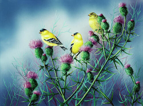 The Lesson of the Goldfinch - a poem by Yumpy - All Poetry