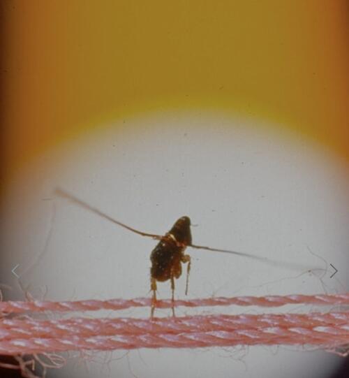 Tight Rope - a poem by Cynthia Cardoso - All Poetry