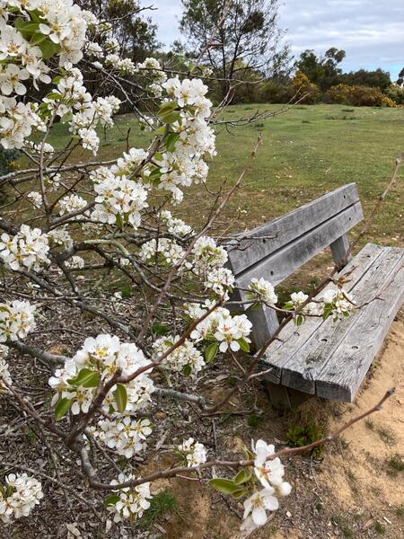 This Old Bench - a poem by Wstelter - All Poetry