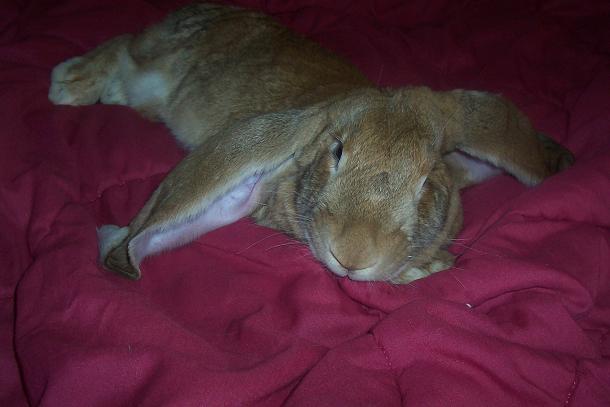 Emily (Acrostic about bunny) - a poem by Sherry Finley - All Poetry