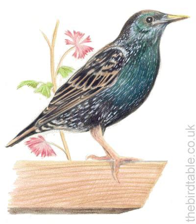 Lament of the Unloved Starling - a poem by englishlady7 - All Poetry