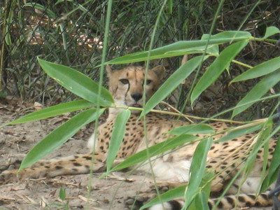 Cheetah - Haiku Chain - a poem by freespirit51 - All Poetry