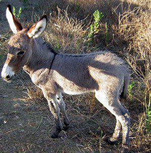 Donkey (Hiaku) - a poem by Dark Whispers - All Poetry