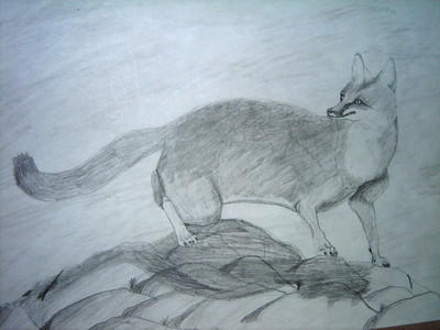 Fox haiku - a poem by grannyeri - All Poetry