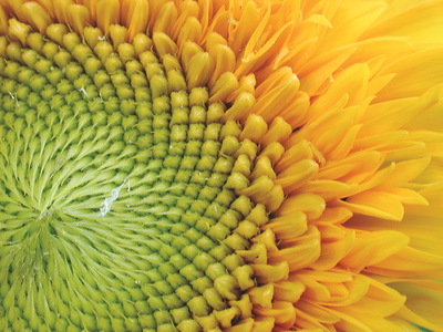 Golden String - a poem by Amera - All Poetry