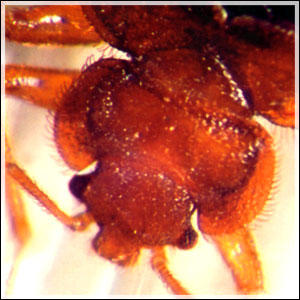 Bed Bug Nightmare - a poem by Lord Brian Kingsford - All Poetry