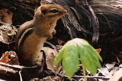 Chippy the Chipmunk - a poem by Dream Spirit - All Poetry