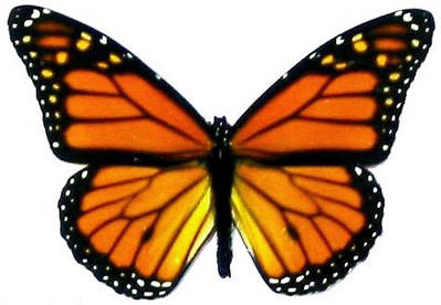 The Monarch Butterfly - a poem by sunny day - All Poetry