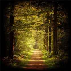 Bramble Path - a poem by Amera - All Poetry
