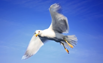 "Flight of the Seagull" - a poem by Beautbabe - All Poetry