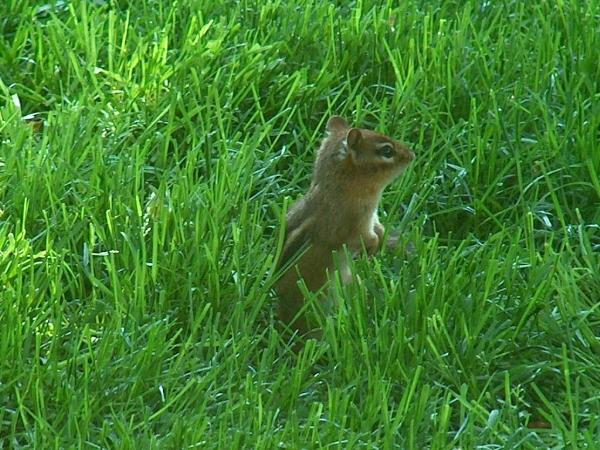 Chipmunk - a poem by kirbysman - All Poetry