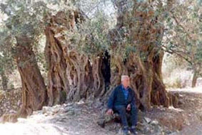 Plato's Olive Tree - a poem by Distant Mind - All Poetry