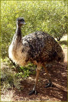 An Emu Hunt by A B Banjo Paterson - Famous poems, famous poets. - All ...