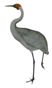 Native Companions Dancing by John Shaw Neilson - Famous poems, famous ...