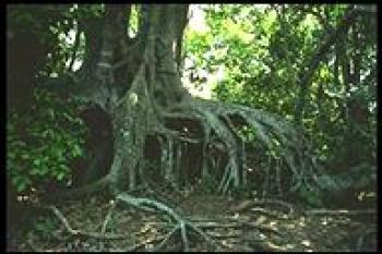 Mangrove by John Blight - Famous poems, famous poets. - All Poetry