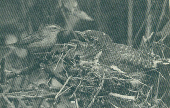 The Changeling by Cicely Fox Smith - Famous poems, famous poets. - All ...